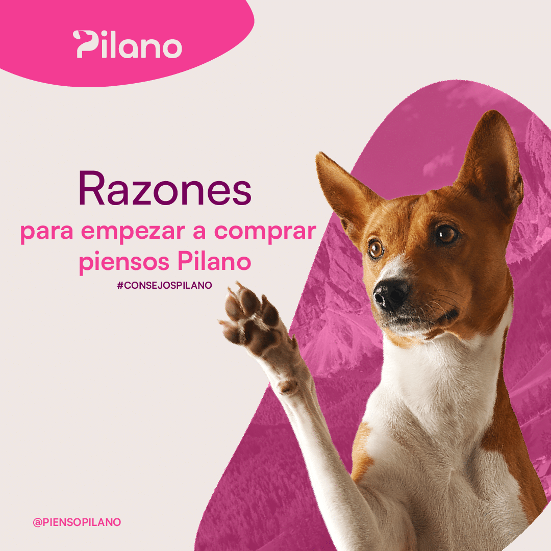 Beneficios de usar pienso Pilano: Lo mejor para tus mascotas